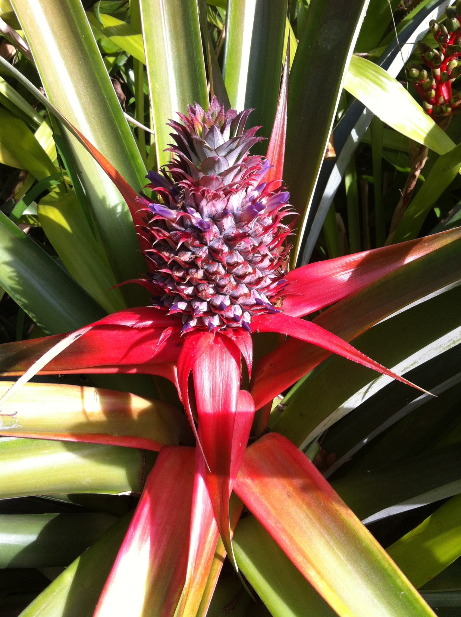 5 beautiful places you have to see in Fiji • TTT • Travel & Adventure Blog